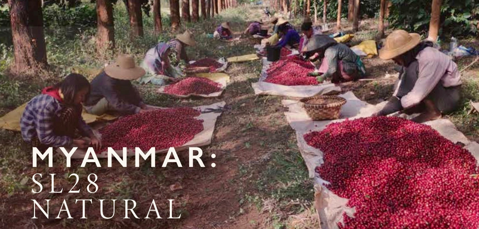Journey into the Extraordinary: Myanmar Shwe Yi Mon Indie Select ...